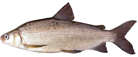 Products - Freshwater Fish Marketing Corporation