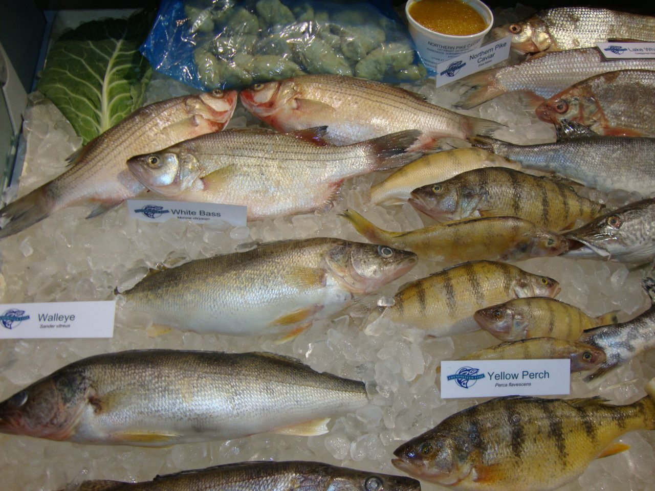 Sustainability - Freshwater Fish Marketing Corporation